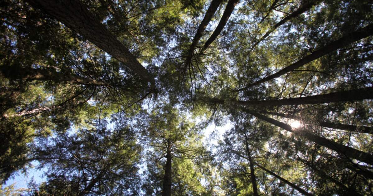 The U.S. Forest Service is cutting down more trees, despite their ...