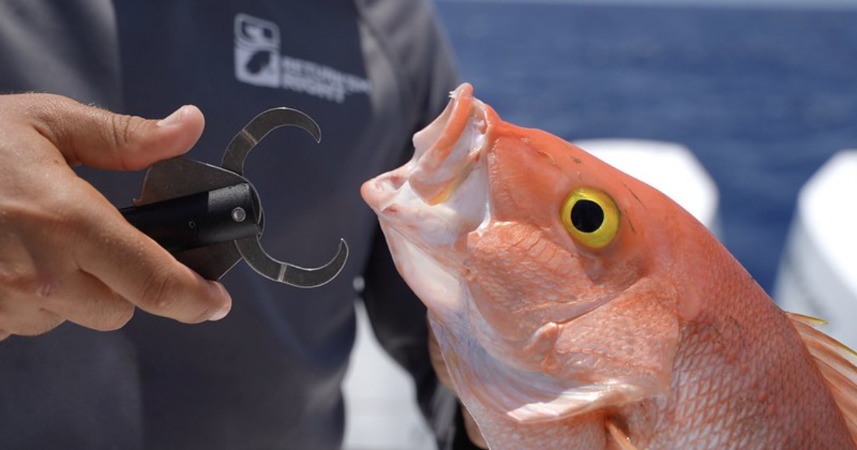 Catch-and-release caution: Deepwater fish can suffer pressure injuries when reeled in | News ...