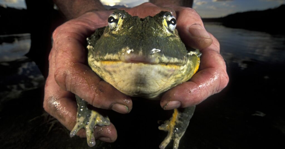 In Louisiana, you can now take your gun while frogging at night | News ...