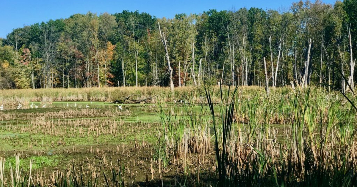 Enviros testify in favor of eliminating ‘ineffective’ environmental ...