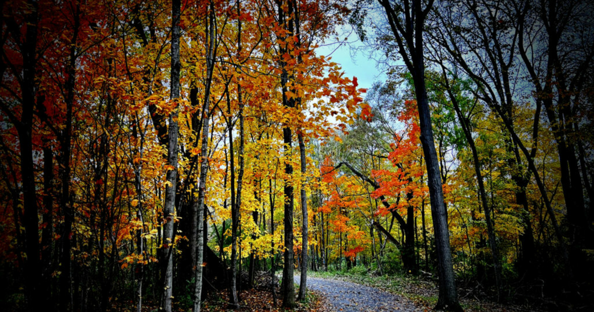 Susan J. Demas: The season of silence and letting go | News From The States