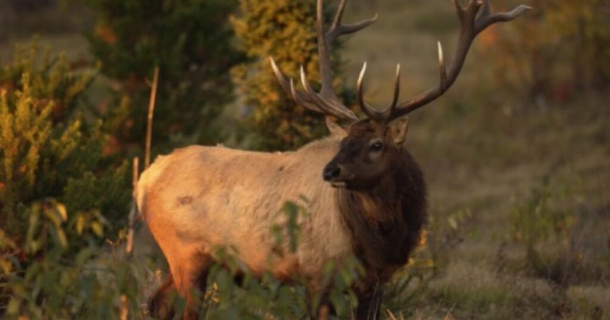 The early elk hunt was tough last year. Hot weather is likely to blame ...