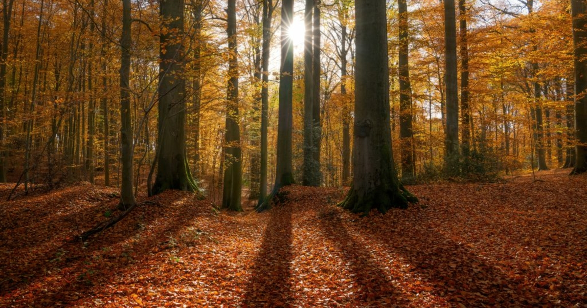 Minnesota just posted its 6th hottest autumn on record | News From The ...