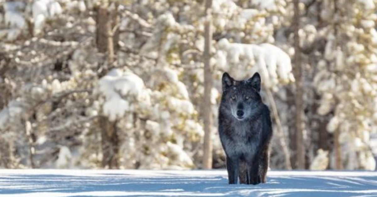 Wolves aren’t to blame for a disappointing deer hunt, data show | News ...