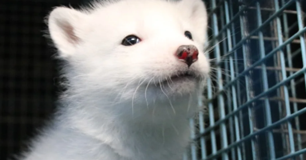 The fur industry is a total fail and we can do without it | News From ...