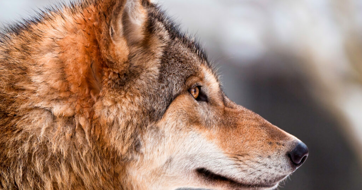 Finally … Montana’s wolf policies are taken to court | News From The States