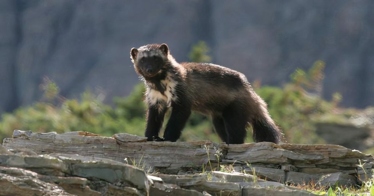 Wolverine research underway again in Glacier National Park | News From ...