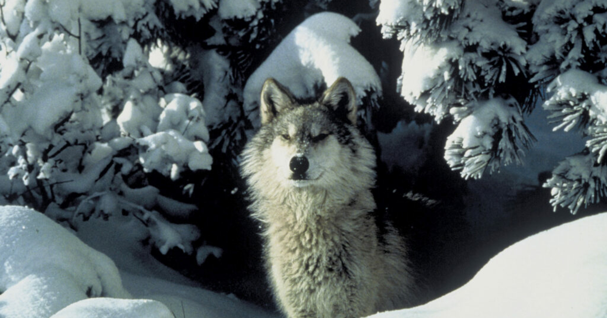 FWP hosting public meetings to answer questions about updated wolf ...