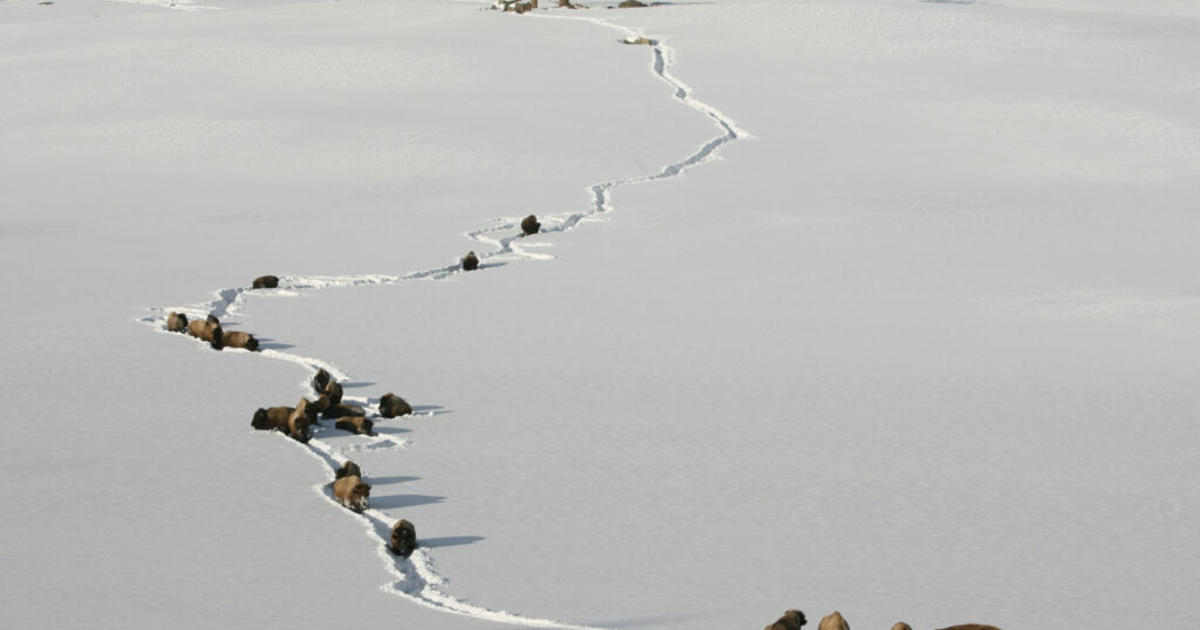 Montana’s governor, agency officials criticize Yellowstone’s draft ...