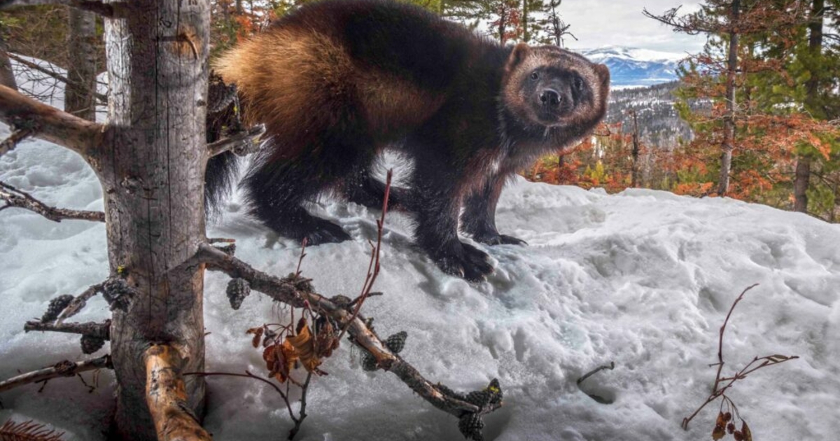 Conservation groups concerned with incidental trapping exceptions in ...