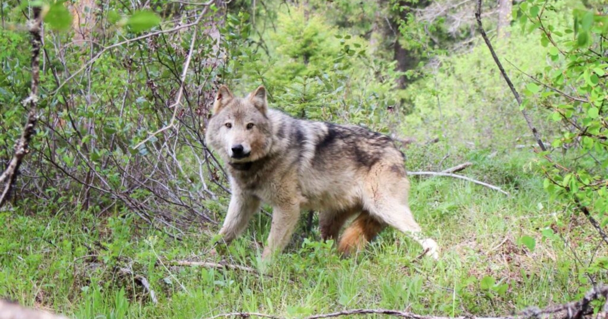 Outdoor sporting groups appeal federal court ruling on gray wolf ...
