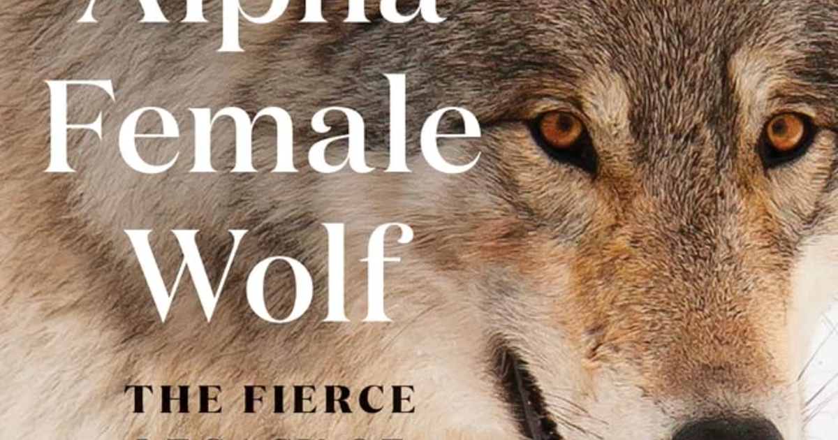 McIntyre’s passion for wolves and Yellowstone shines through in new ...