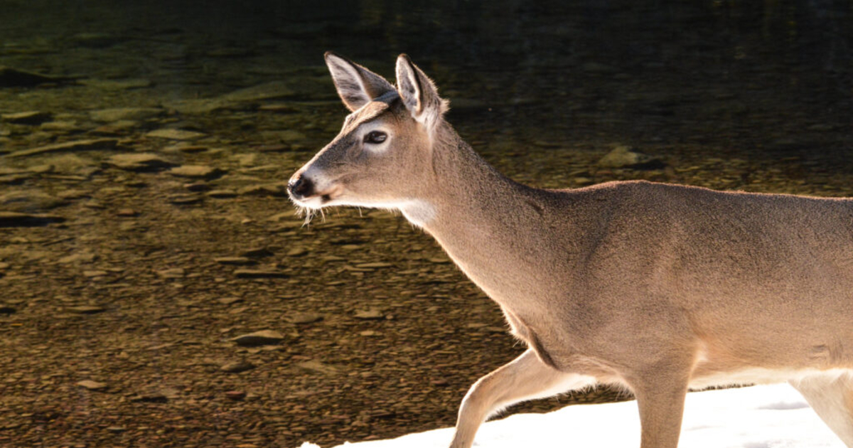 FWP officials suspect viral disease outbreak in NW, SE Montana deer ...
