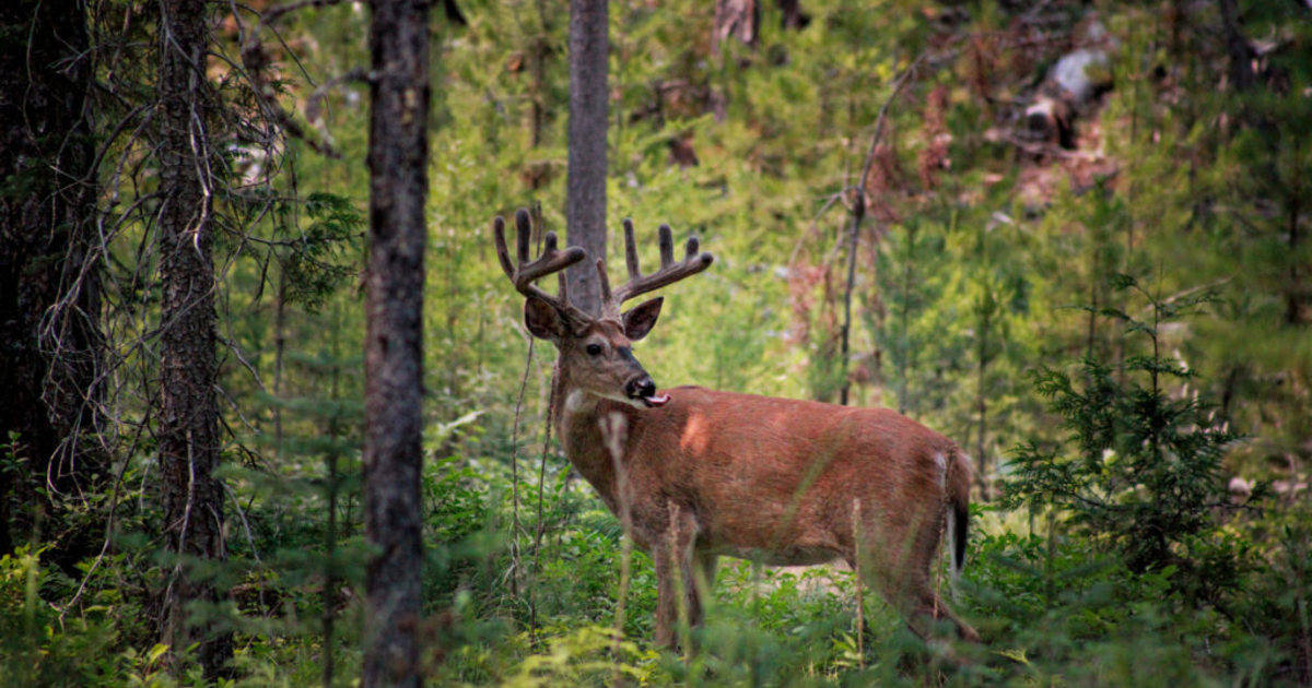 FWP creates new CWD Management Zone in Flathead | News From The States