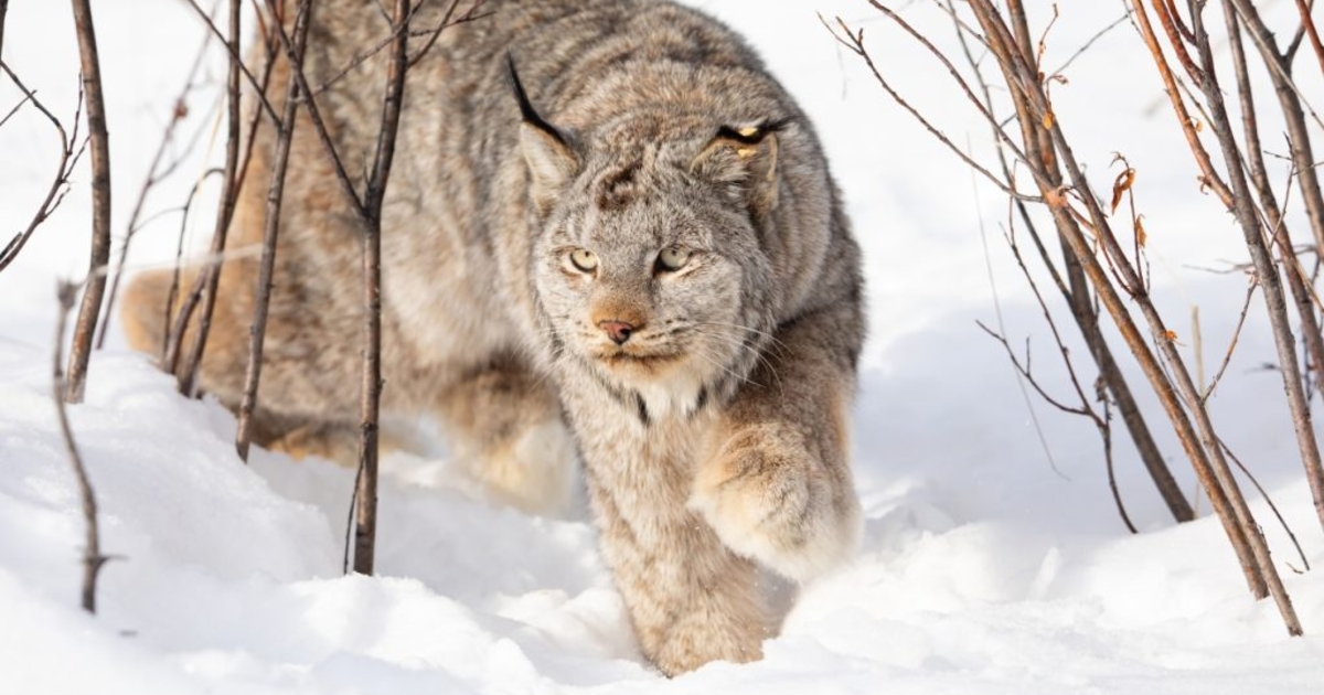 USFWS adopts lynx recovery plan, proposes new critical habitat ...
