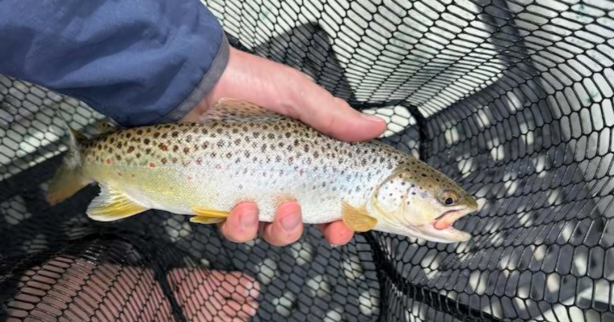 Non-native brown trout detected in Flathead River, FWP seeks additional ...