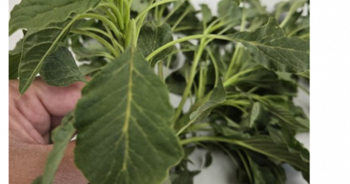 Worrisome palmer amaranth weed found in Hill County | News From The States