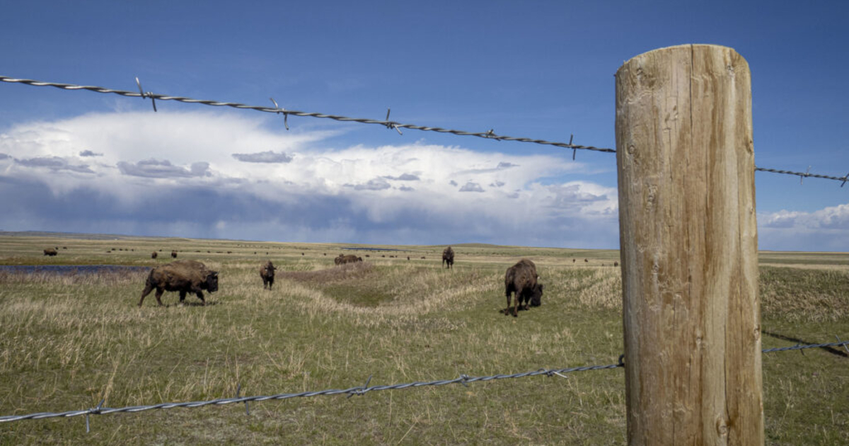 American Prairie, conservation groups appeal bison grazing decision ...