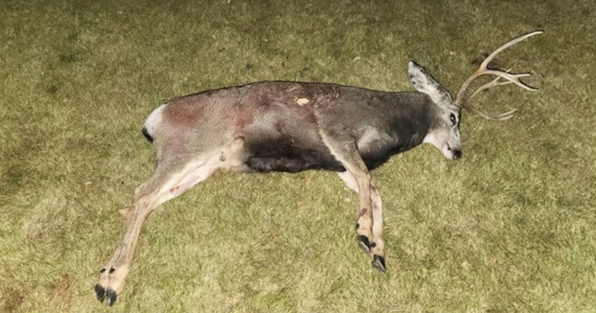 FWP seeks information on poached animals | News From The States
