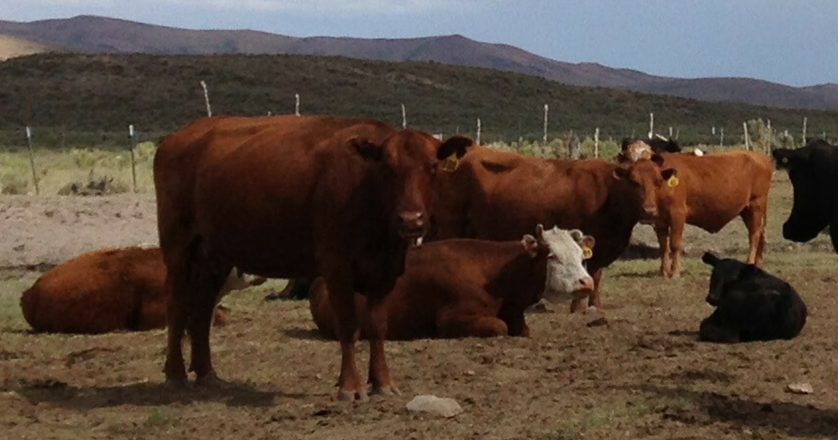 Trump tariffs strengthen “perfect storm” slamming Nevada farms | News ...