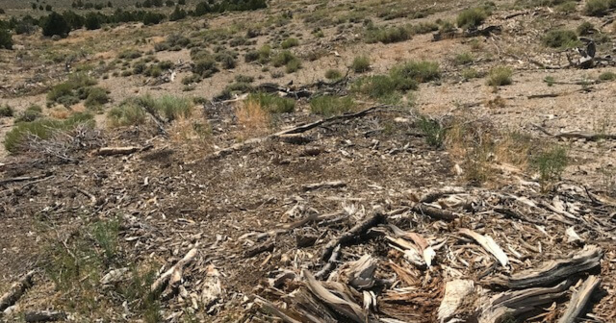 BLM plan to rip up thousands of trees in NV can move forward, judge ...