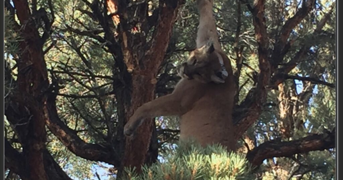 Mountain lions in Nevada hunted by sportsmen, maimed by traps and ...