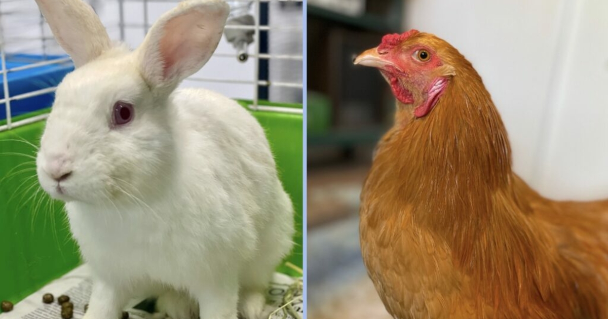 When bunnies and chicks become rabbits and roosters | News From The States