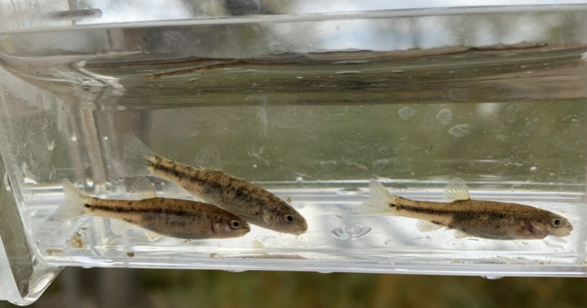 Conservation group seeks Endangered Species Act protections for Nevada ...