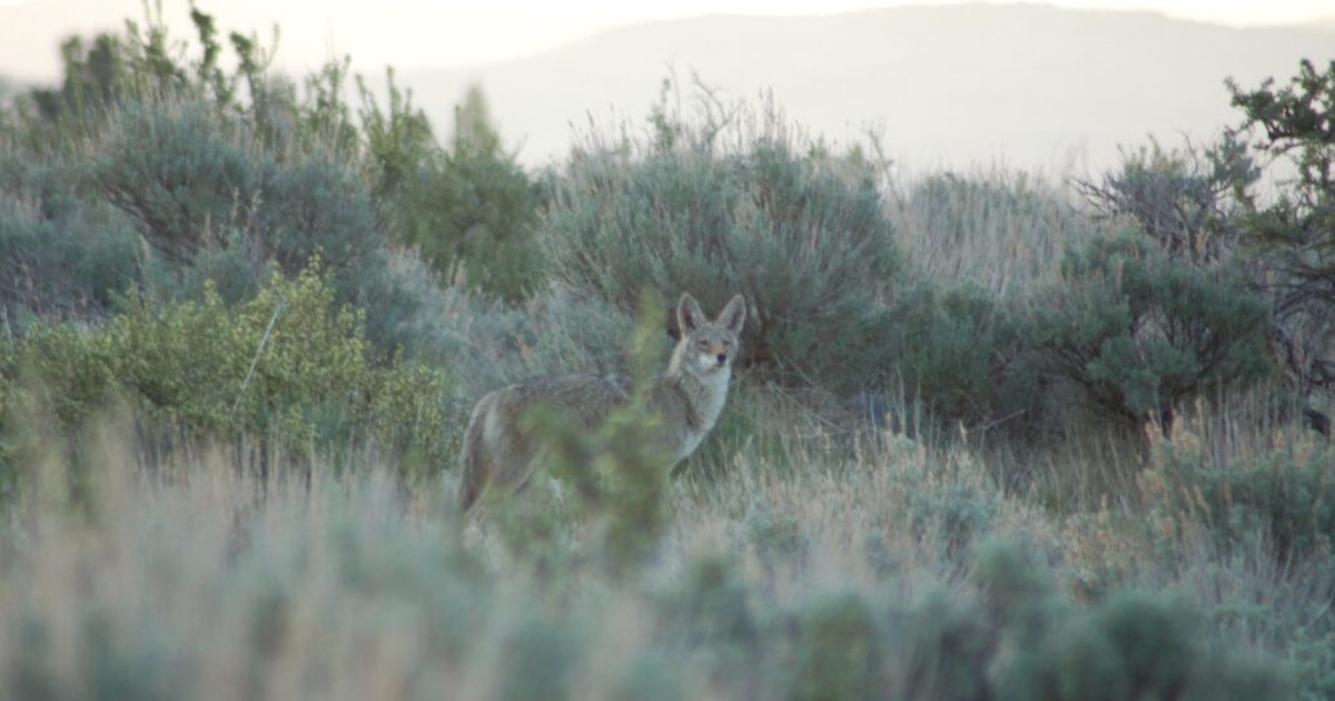 Ninth Circuit pauses predator killing on Nevada’s federal public lands ...