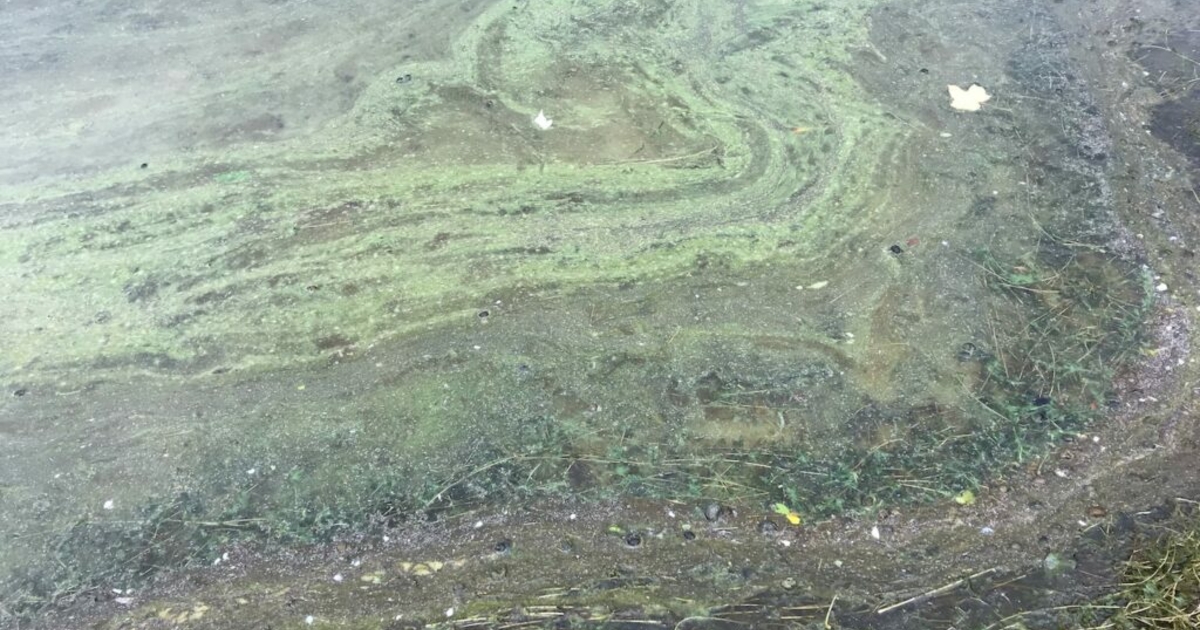 Cyanobacteria blooms can produce dangerous toxins. Here’s what to know ...
