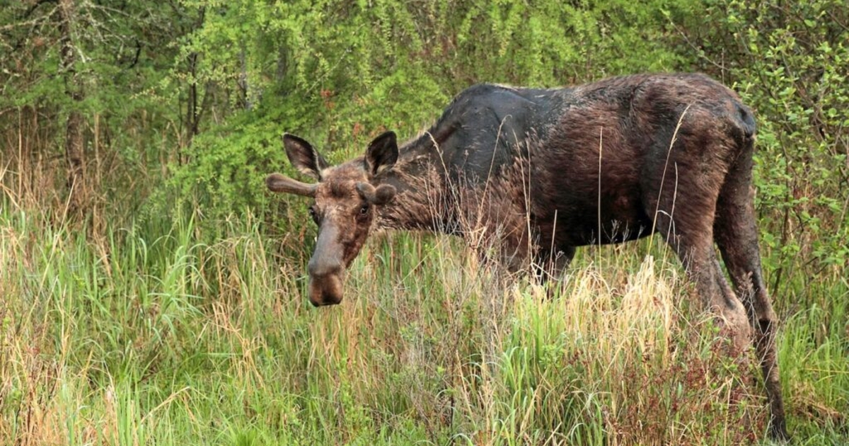 ‘Zombie moose’: As climate change shortens winters, ticks ravage New ...