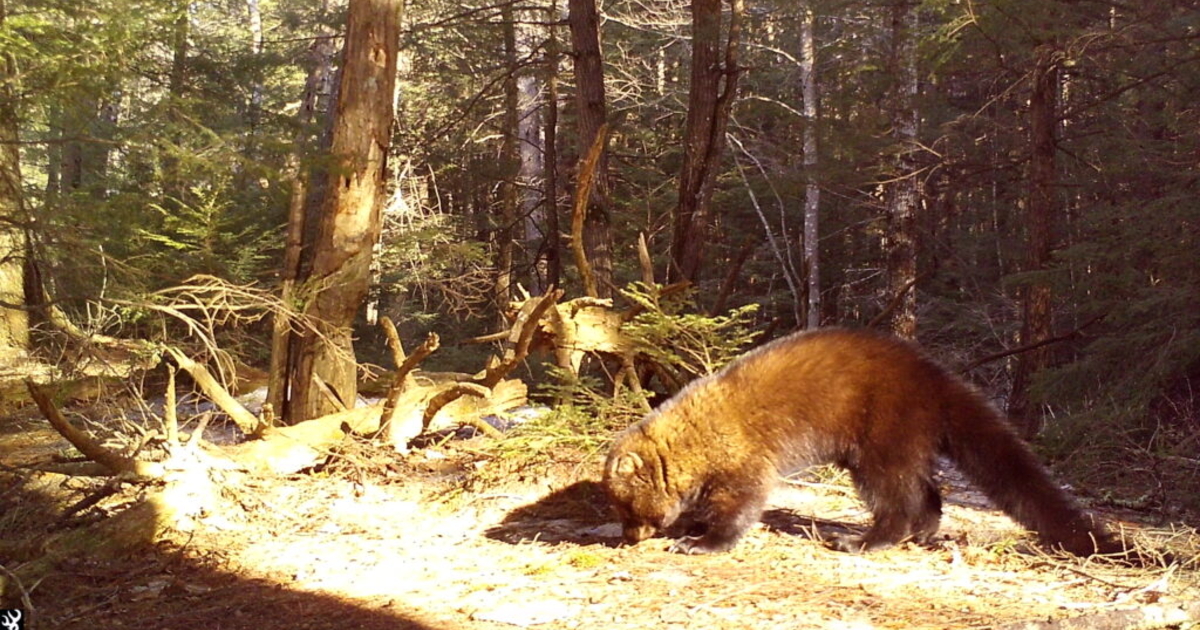 Rat poison is widespread in New Hampshire’s carnivores. Some want it ...