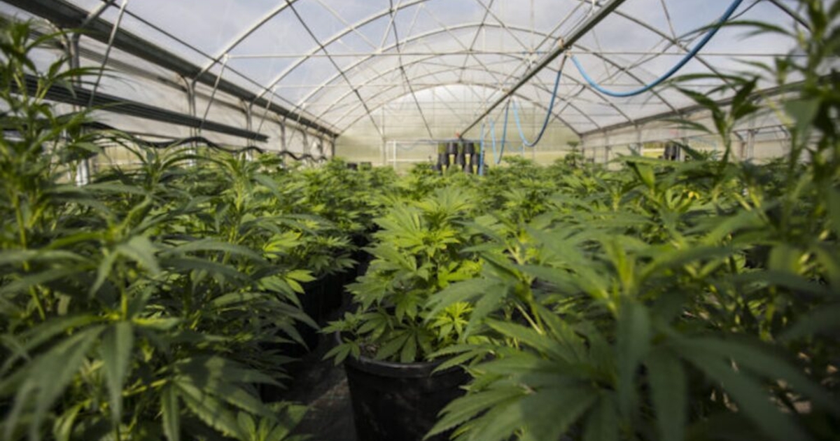 Ayotte vetoes bill to expand cultivation of medicinal marijuana | News ...