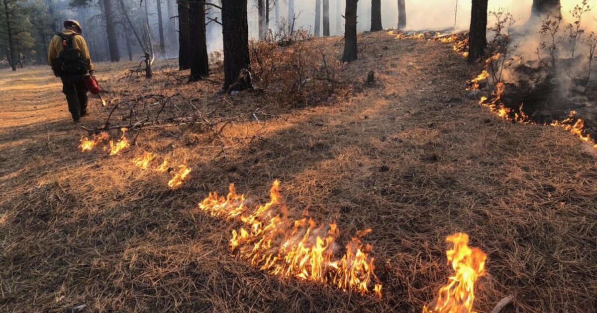 New Mexico enacts sweeping statewide fire restrictions to prevent ...