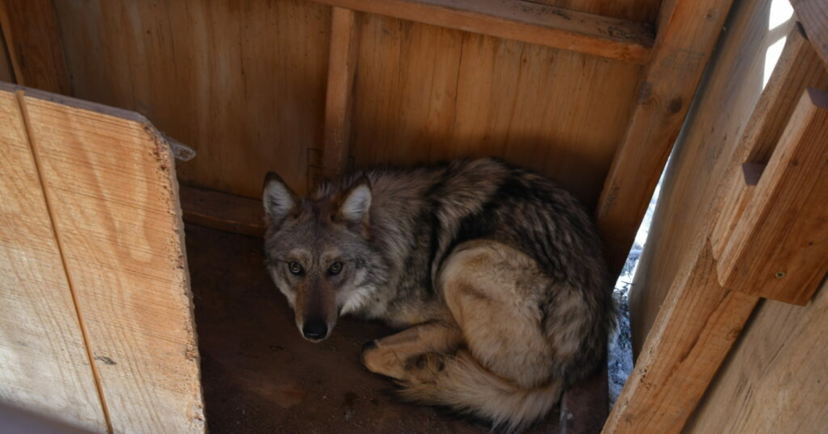 Mexican gray wolf compensation proposals move in Santa Fe | News From ...