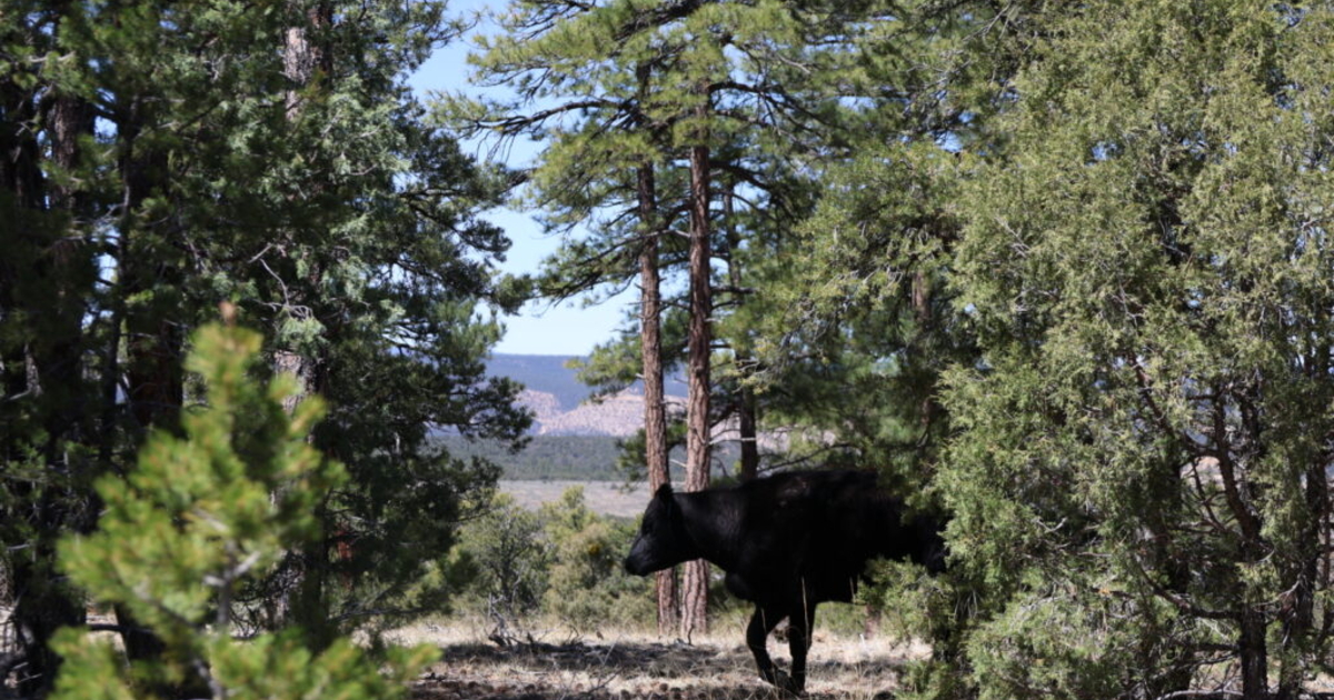 NM U.S. Sen. Luján questions federal Forest Service chief on pending ...