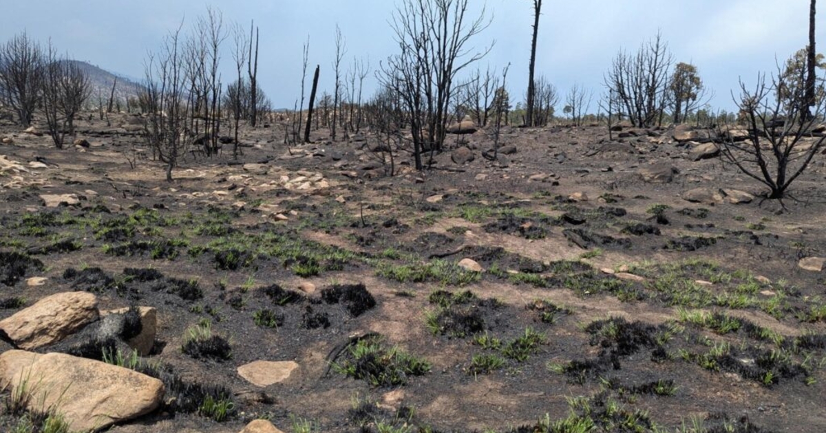 New Mexico has unusually active start to wildfire season | News From ...