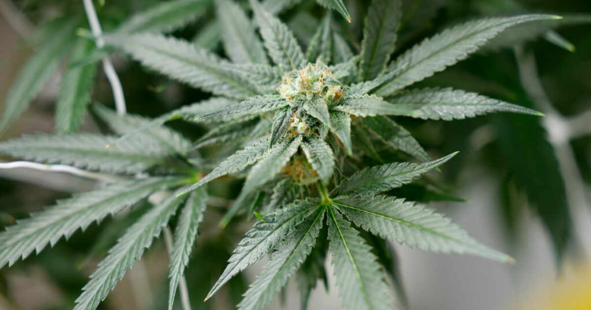 Legislation trying to tweak Ohio’s new adult-use marijuana law ...