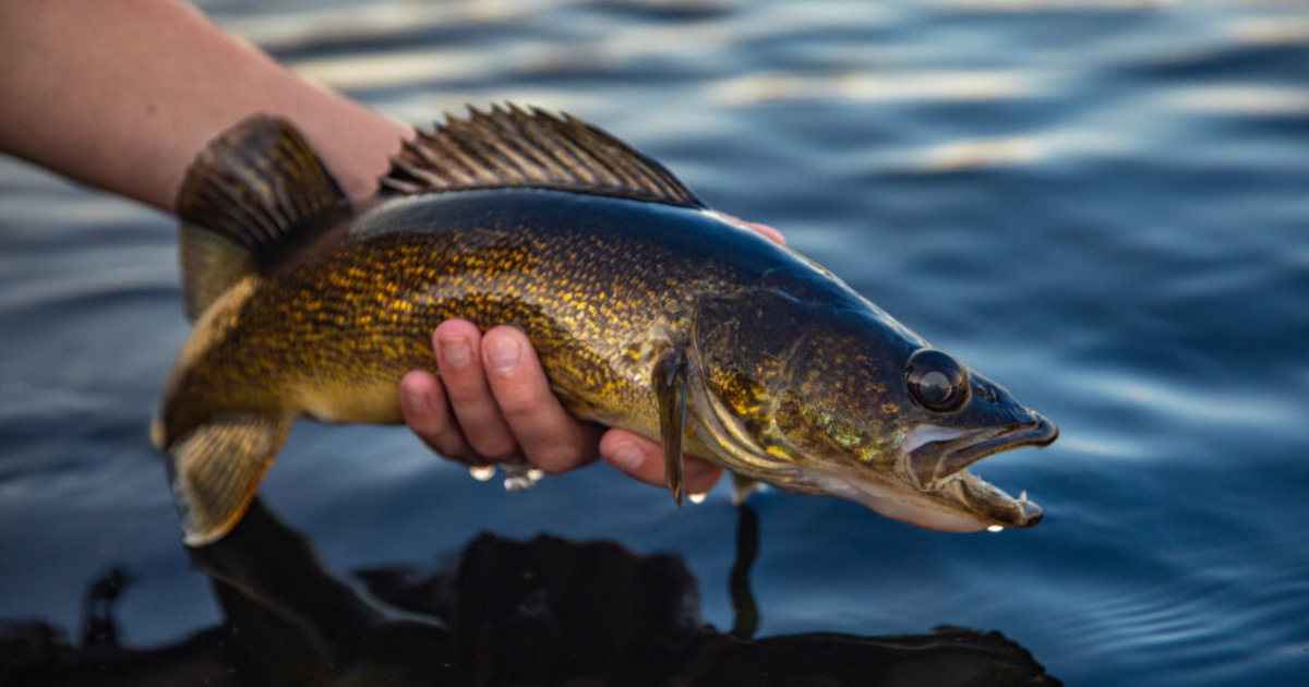 ‘We are the walleye capital of the world.’ Bipartisan bill wants ...