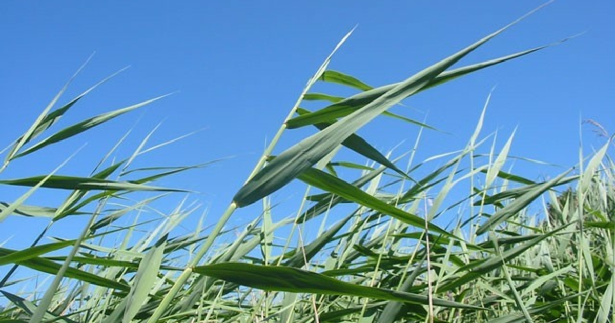 Noxious weed warriors: Sign up for grant money now | News From The States