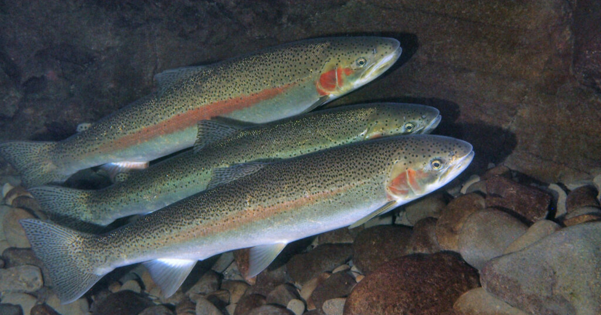 Some Oregon trout withstand rising water temperatures, study finds ...