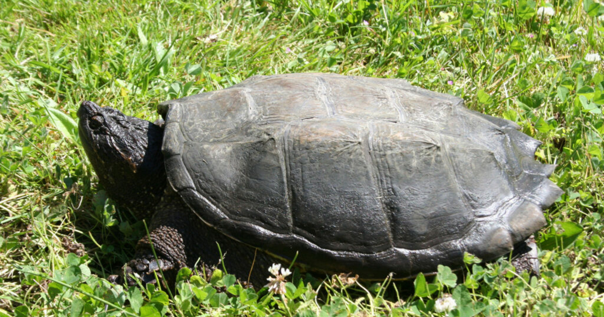 State advises Oregonians to watch out for snapping turtles | News From ...