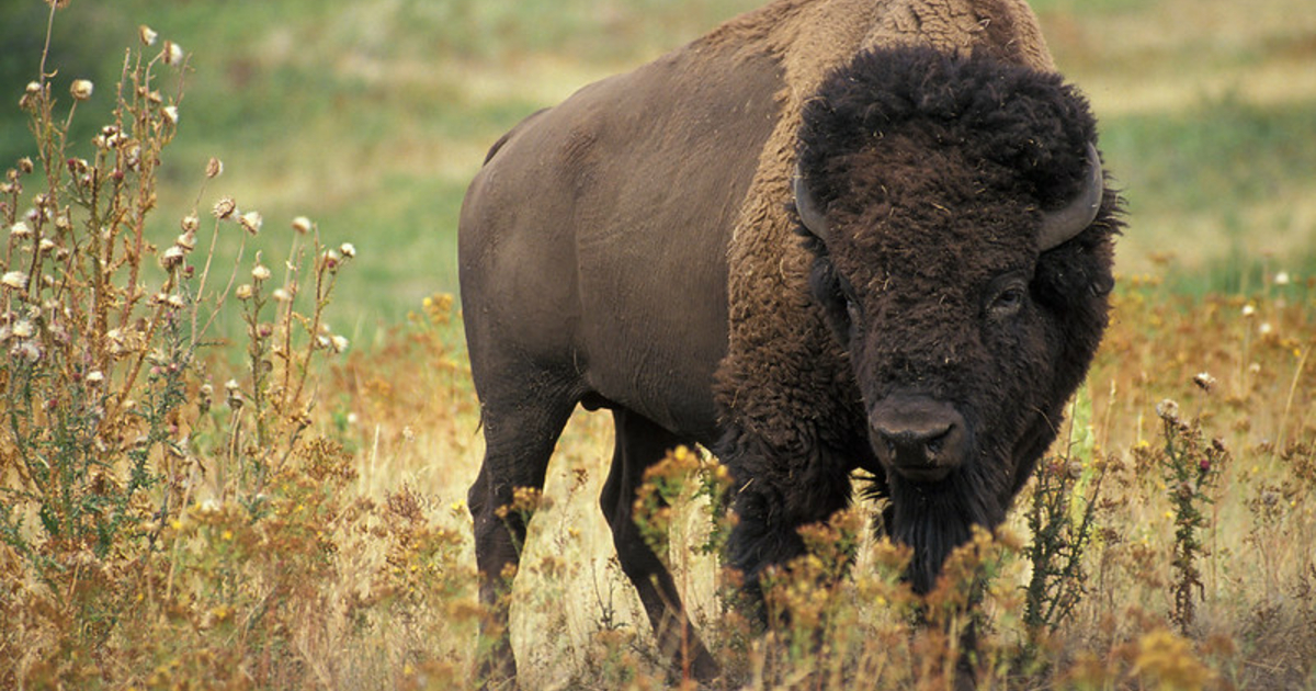 Feds allocate $2 million to Oregon farmers and ranchers for bison, yak ...