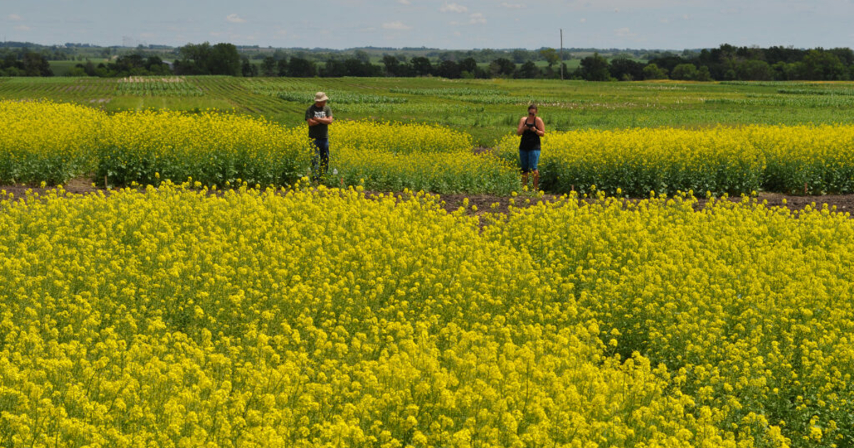 Willamette Valley farmers spar over risks of expanding genetically ...