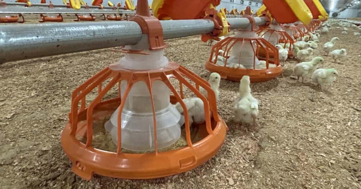 Chicken industry officials host tour of mega chicken facility as part ...