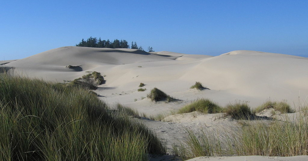 U.S. Fish and Wildlife Service designates plant on Oregon dunes as ...
