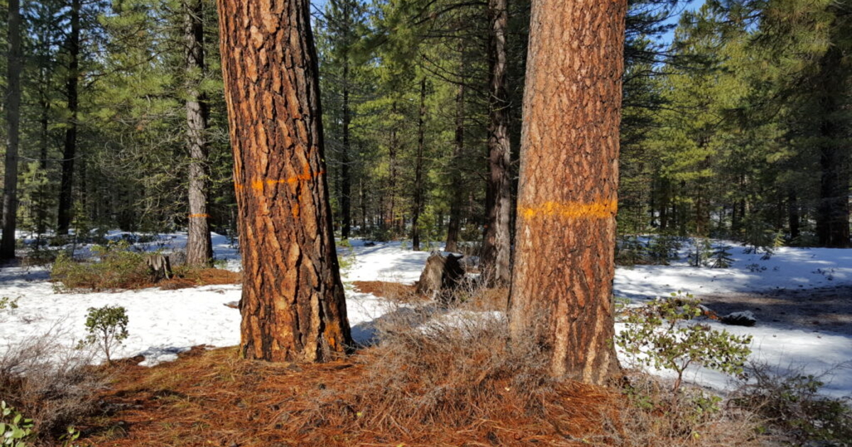 Time for Gov. Kotek to look at saving Oregon’s old-growth forests ...