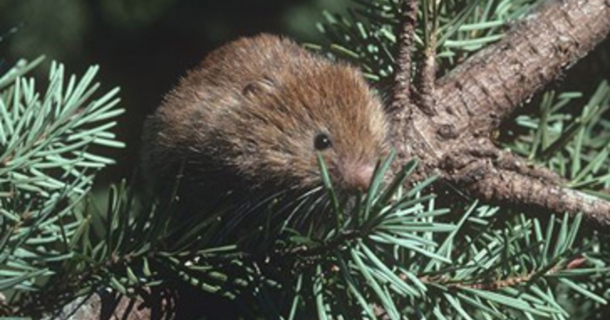 Conservation groups suing federal agency over plight of harbinger tree ...
