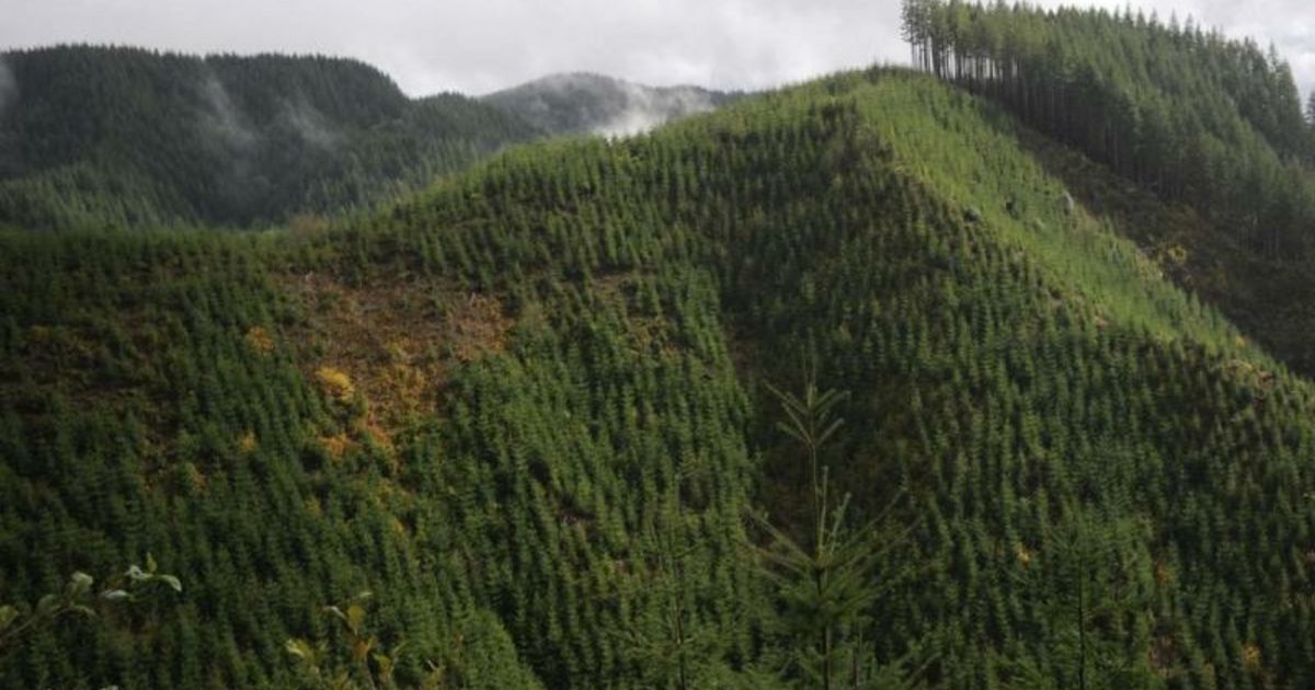 Oregon State has valid reasons for opposing Elliott forest carbon ...