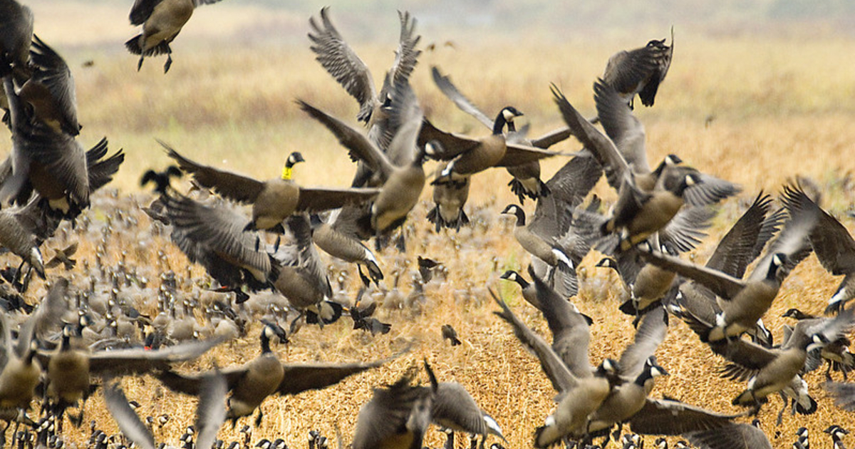 Oregon sees uptick in bird flu in fall migration of wild birds | News ...